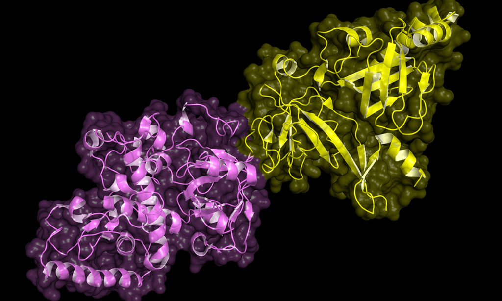 Gene testing for BRCA1/2: guidelines catch up to practice | InSight+