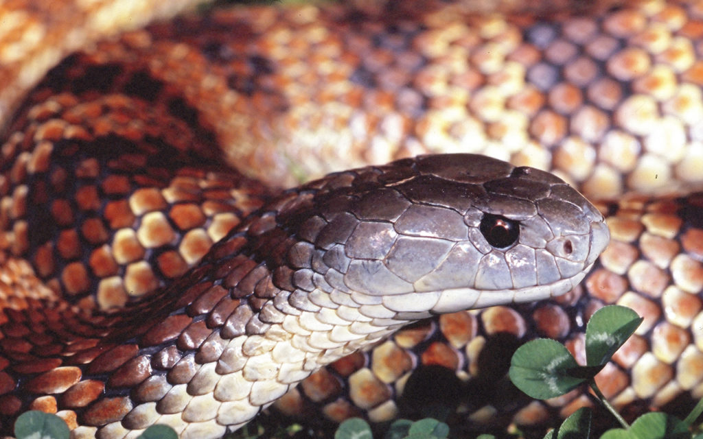 Research news in brief: snakes, stroke survival, DNA, and gut microbes ...