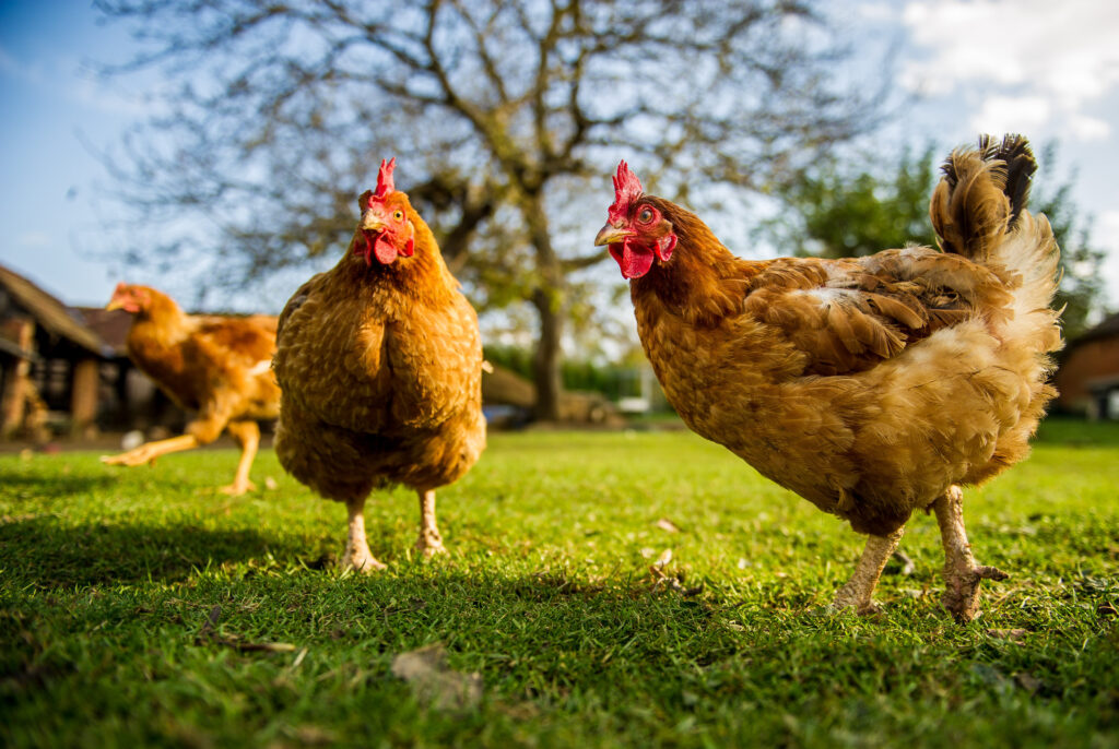 Meet the sentinel chickens protecting towns from harmful mosquitoes ...